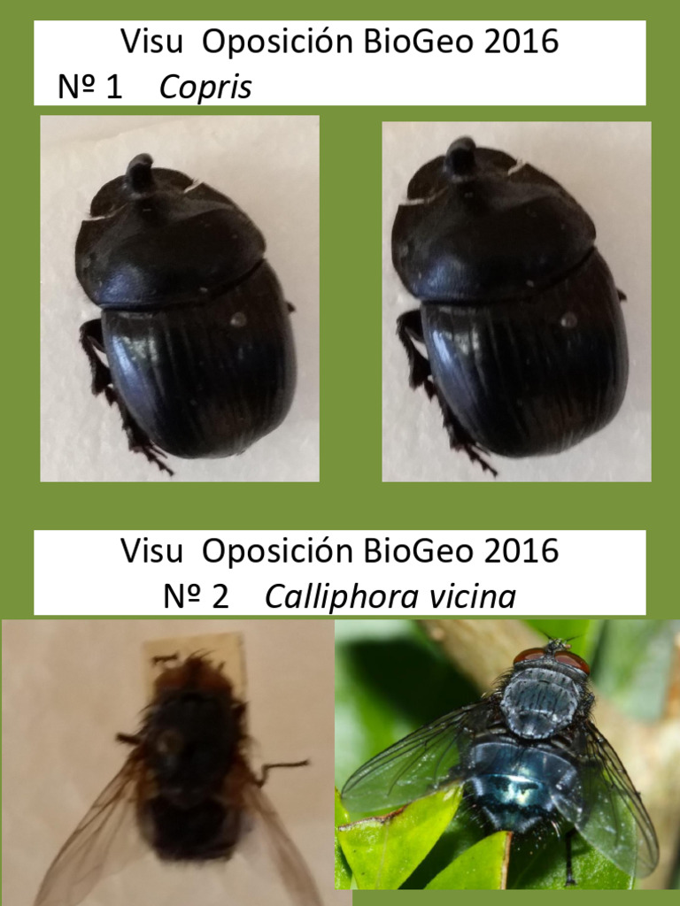 1-Visu Biología 2016 | PDF