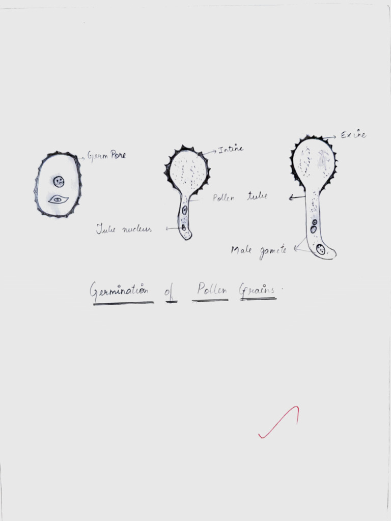 Ex-1 - To Prepare Temporary Mount To Observe Pollen Germination | PDF