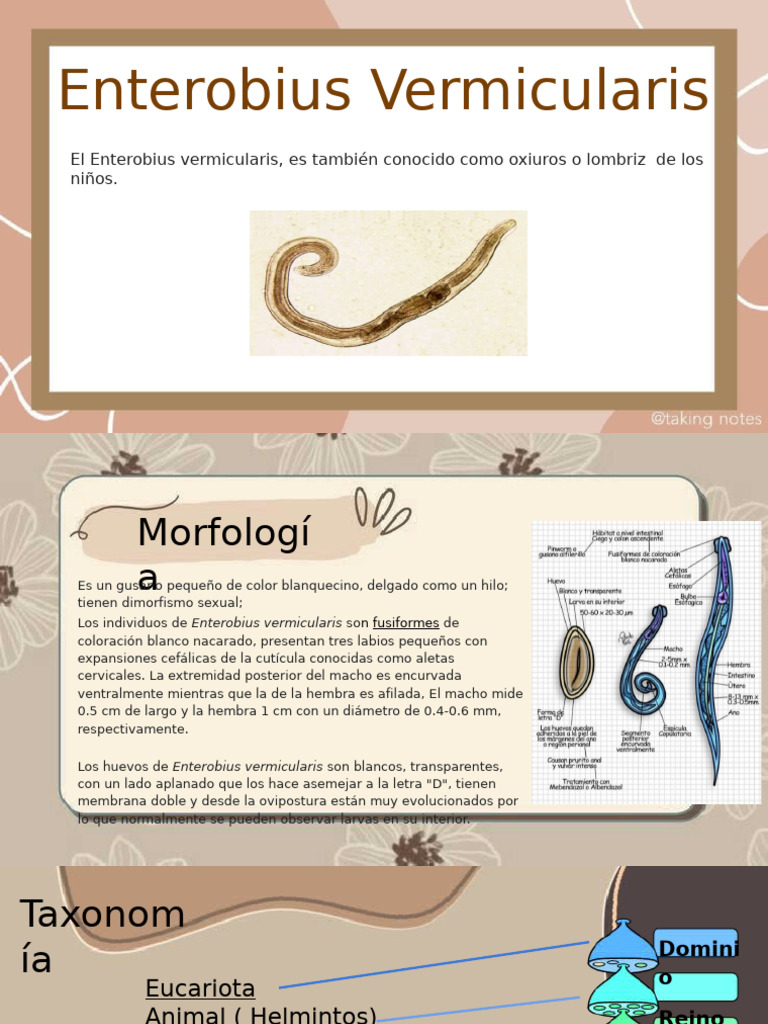 Enterobius Vermiculariss | PDF