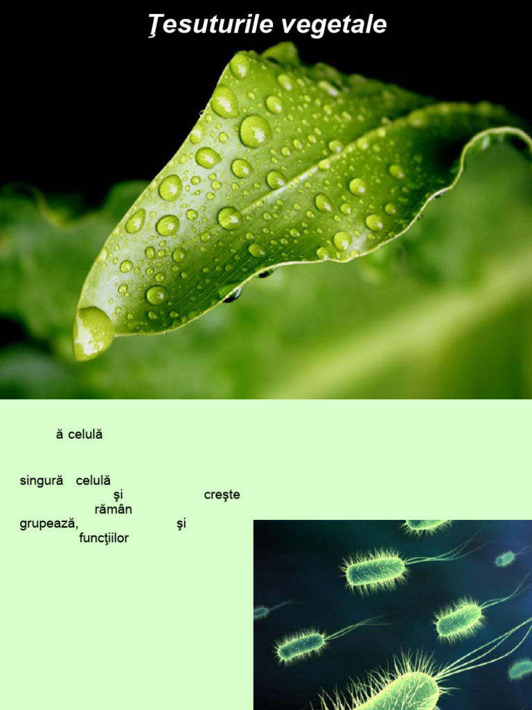 Tesuturile Vegetale | PDF