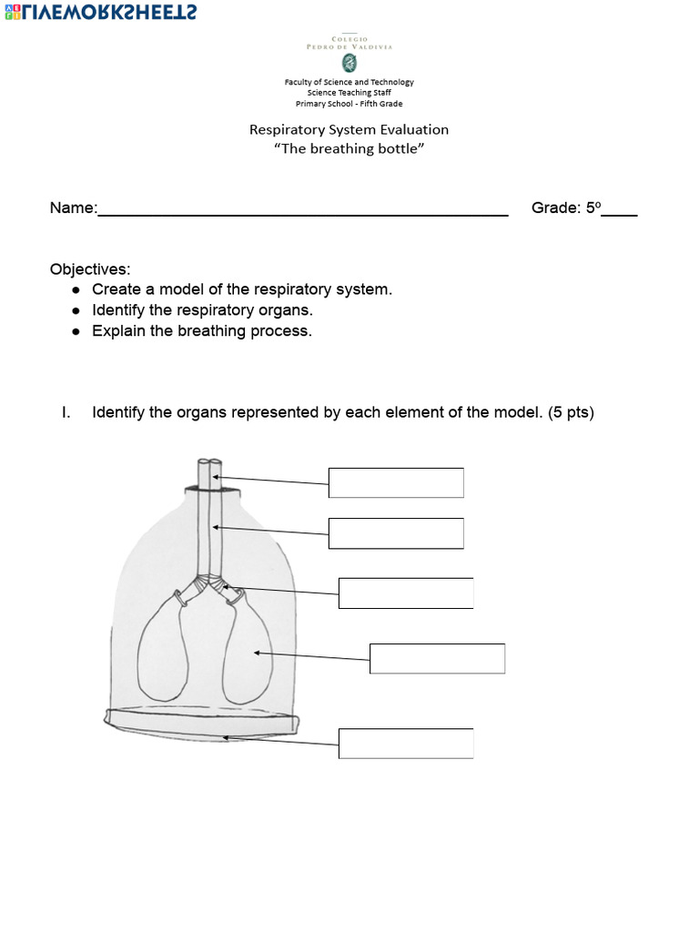 Breathing Mechanism Model Activity | PDF