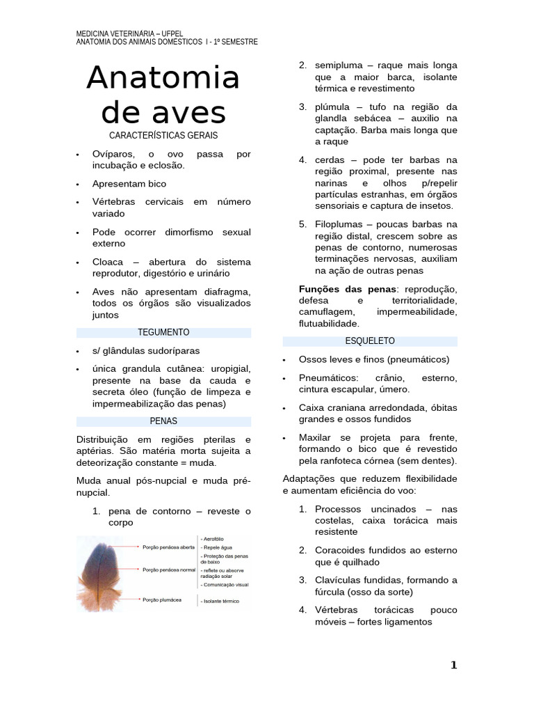 Anatomia de Aves | PDF