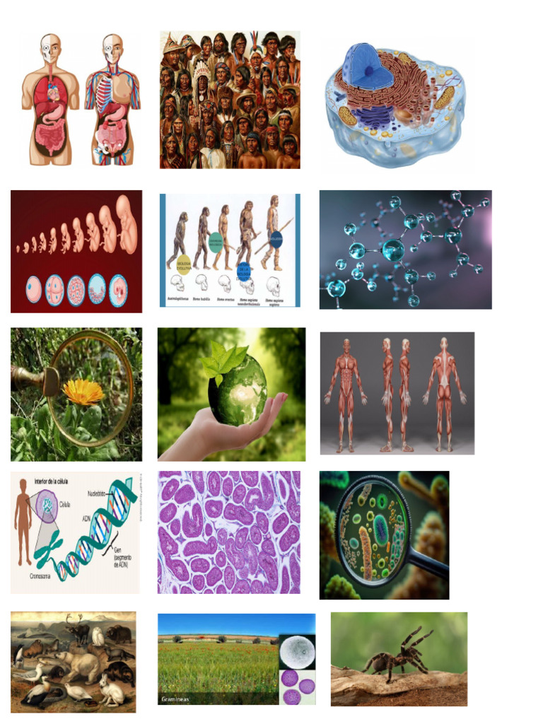 Imagenes Ramas de La Ciencias | PDF