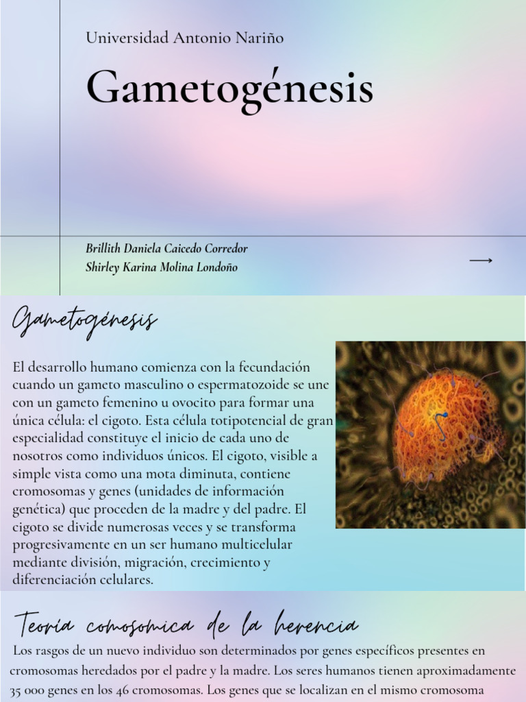 Gametogénesis | PDF