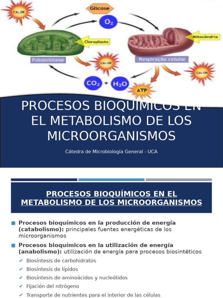 CLASE 6 - Procesos Bioquímicos en El Metabolismo de Los Microorganismos ...
