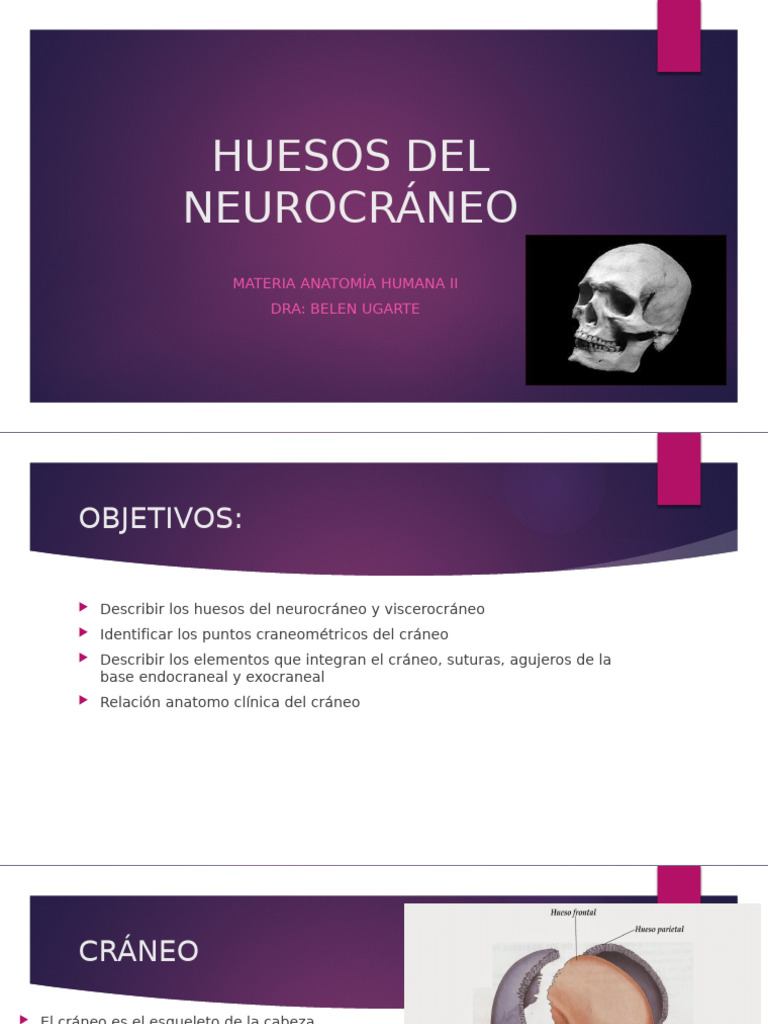 Huesos Del Neurocraneo | PDF