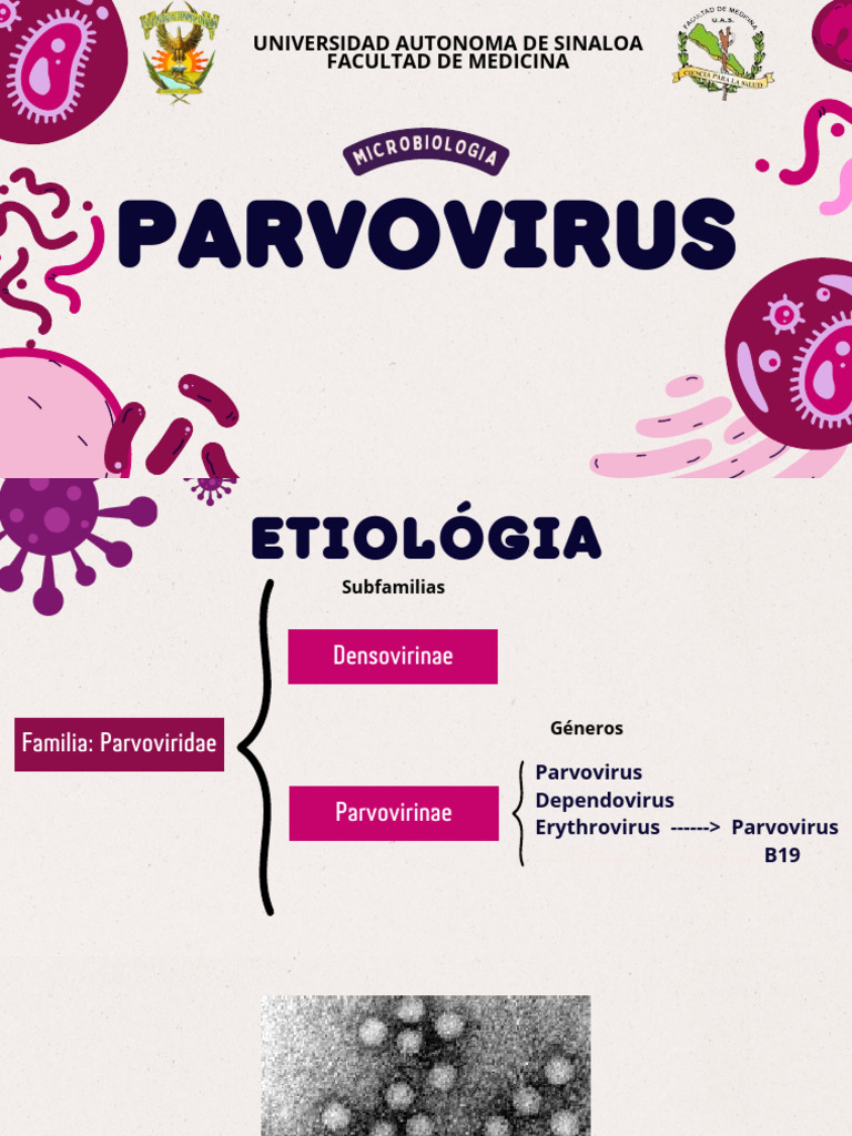 Parvovirus B19 | PDF