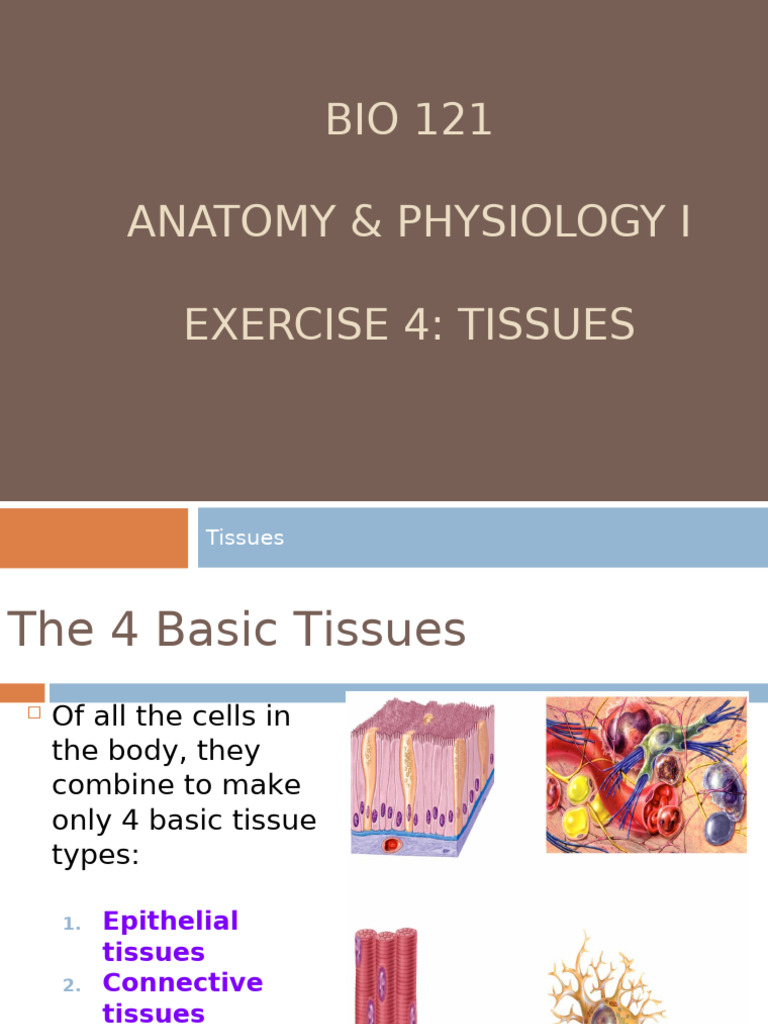 BIO 121 - Labs 2 and 3 - Tissue Types (Ner.) | PDF