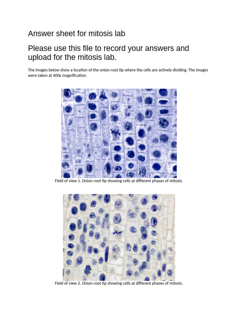 Answer Sheet For Mitosis Lab | PDF | Mitosis | Biology