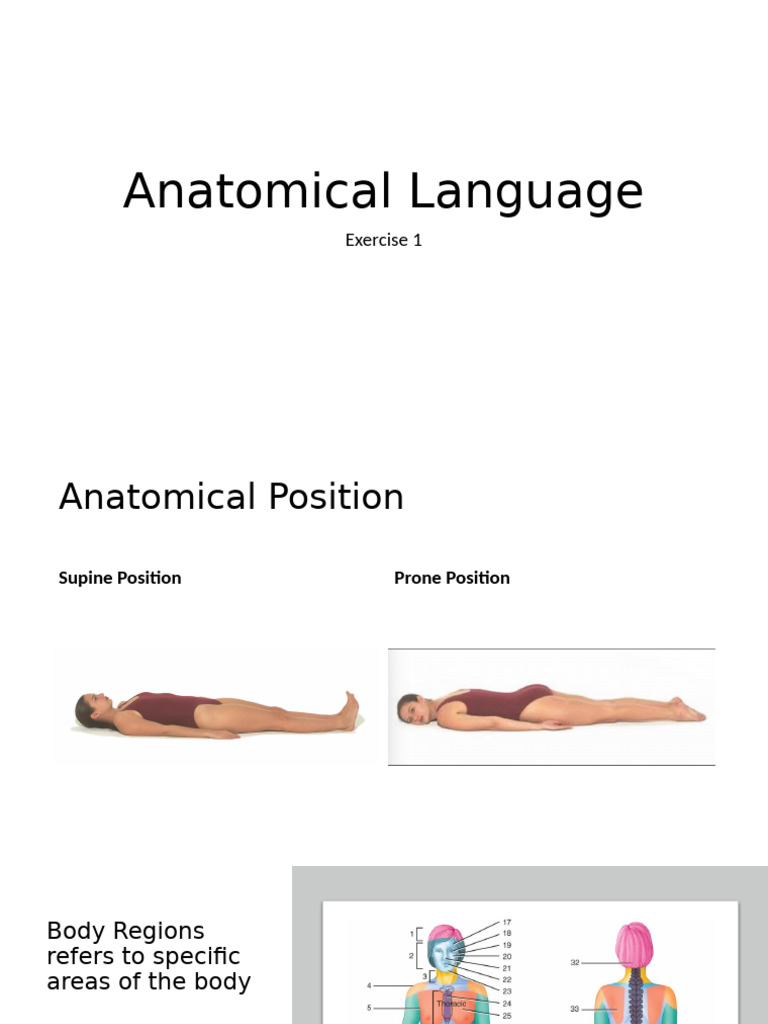 Anatomical Language: Exercise 1 | PDF