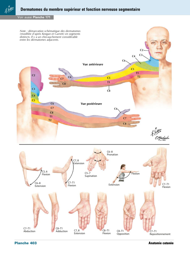 Dermatomes Du Membre Supérieur Et Fonction Nerveuse Segmentaire | PDF