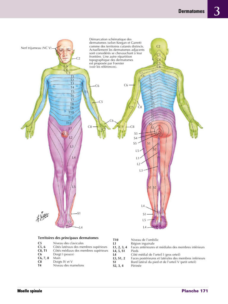Dermatomes | PDF