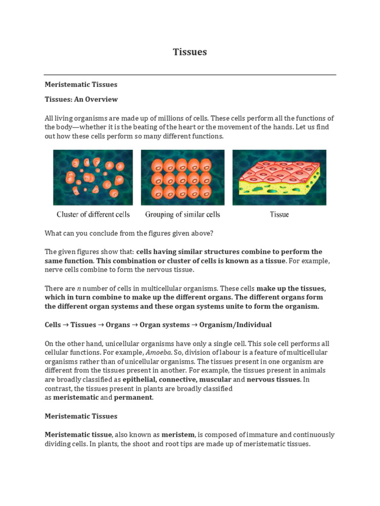 Class 9 Chapter - 6 (Tissue) BIO | PDF