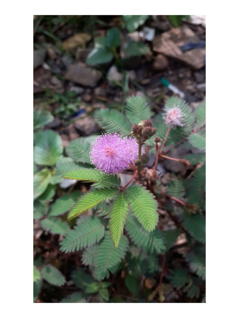 Bunga Putri Malu | PDF