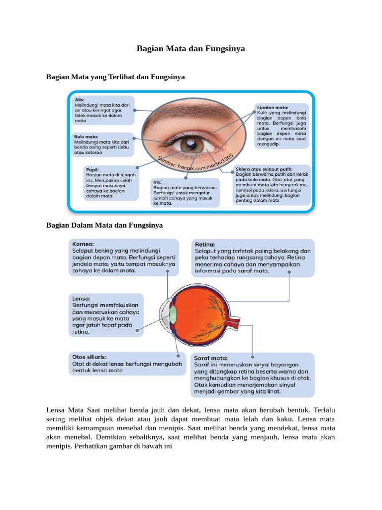 Bagian Mata Dan Fungsinya | PDF