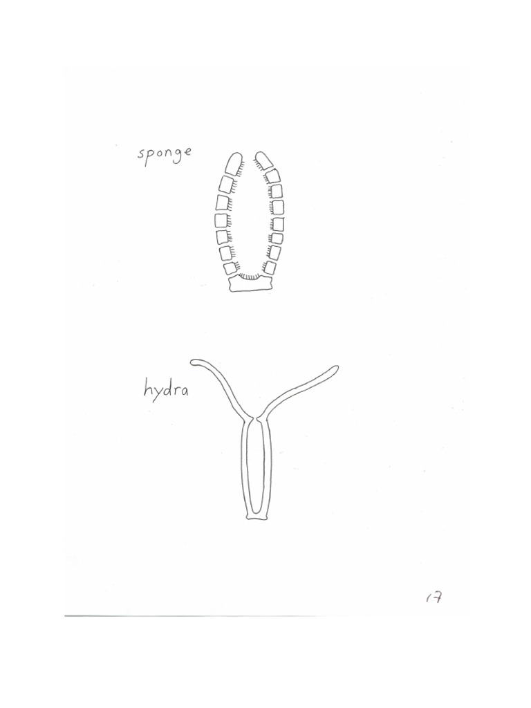 17-09 Sponge Hydra Digestive | PDF