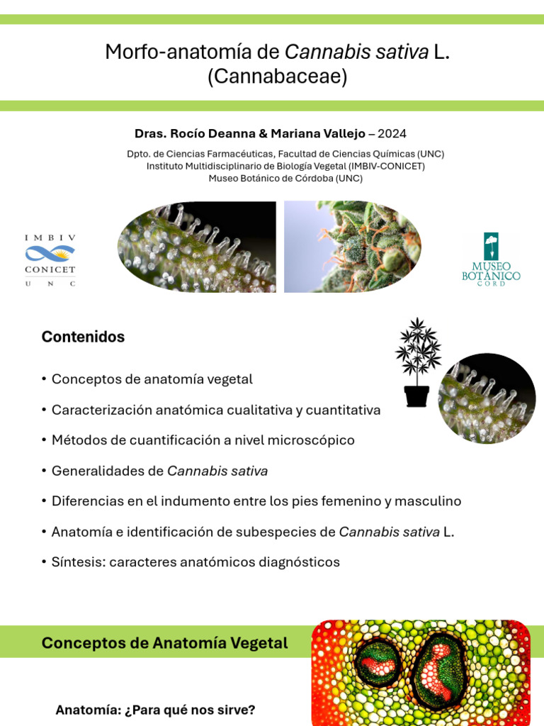 Morfo-Anatomía de Cannabis - Deanna Vallejo | PDF | Plantas | Ramas de la botánica
