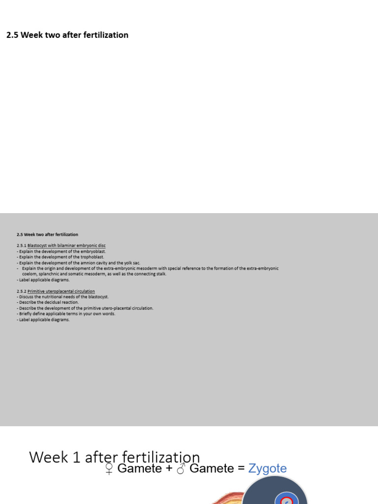 2.5 Week Two After Fertilization | PDF