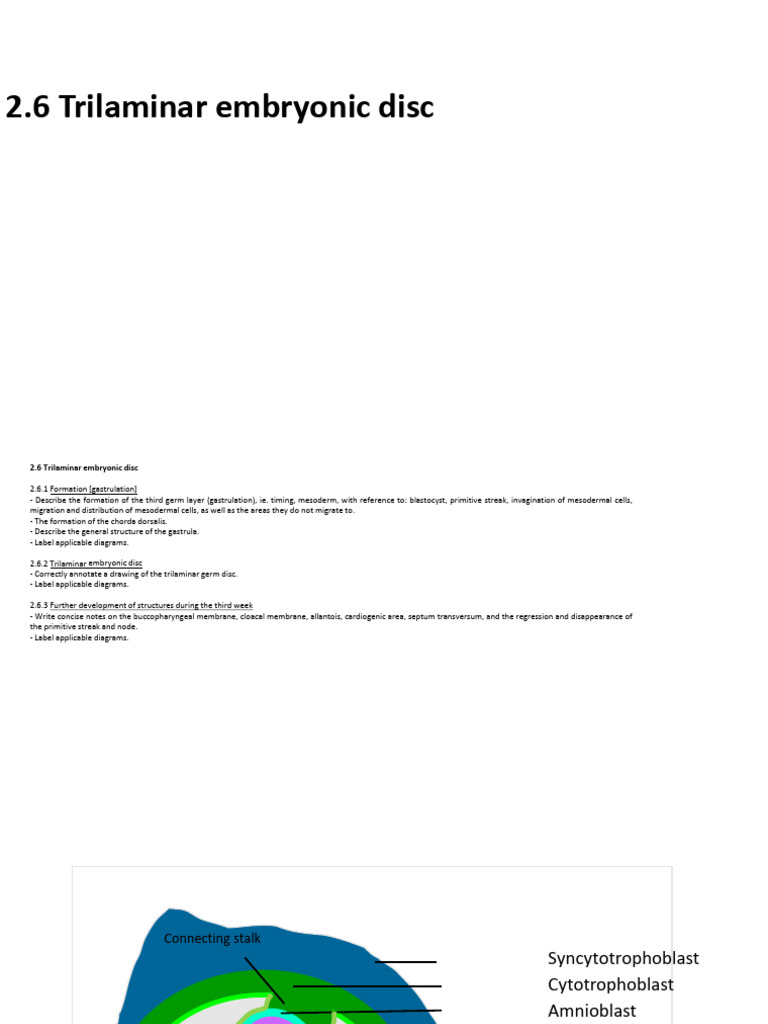 2.6 Trilaminar Embryonic Disc | PDF