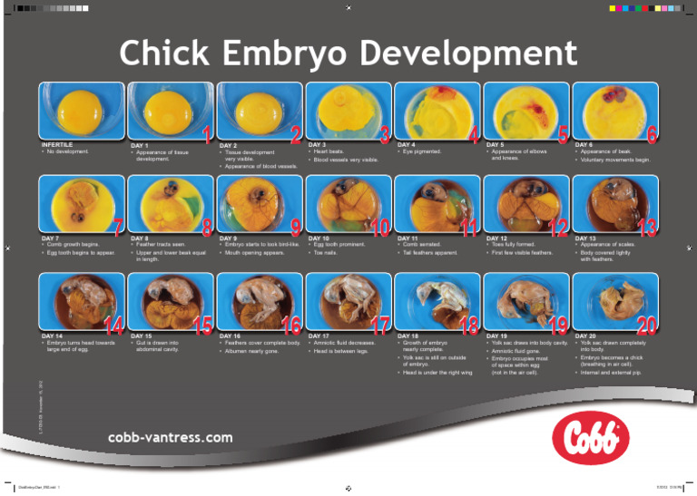 Chick Embryo Chart | PDF
