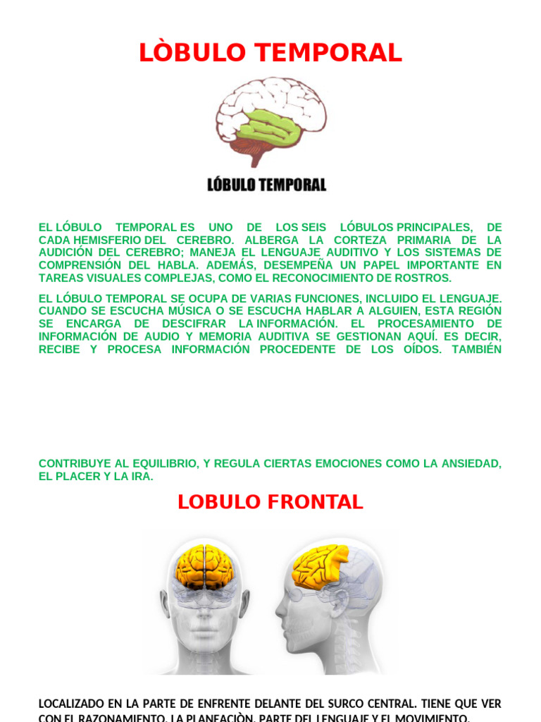 Lòbulo Temporal 1 | PDF