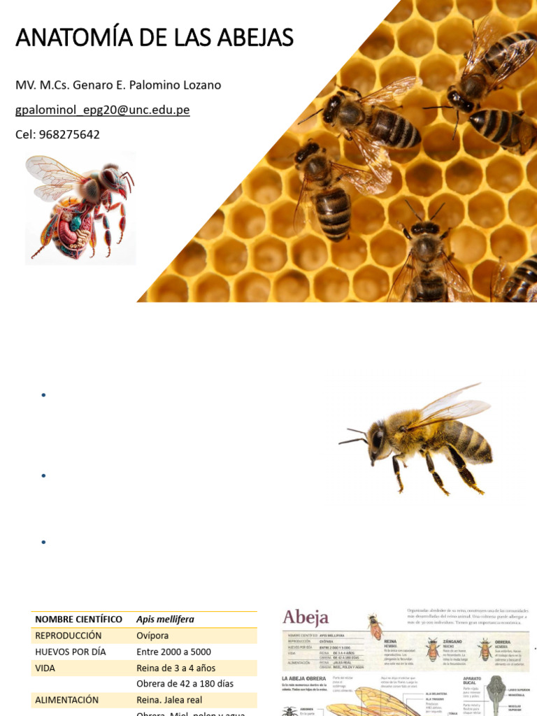 ANATOMÍA DE LAS ABEJAS | PDF