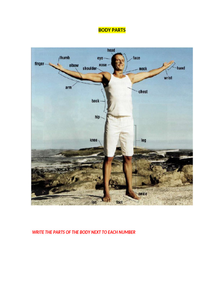 Body Parts Unit 9 | PDF