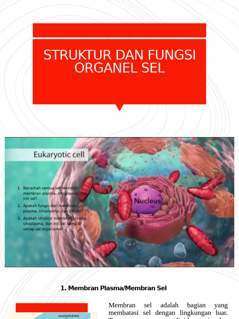 Struktur Dan Fungsi Organel | PDF