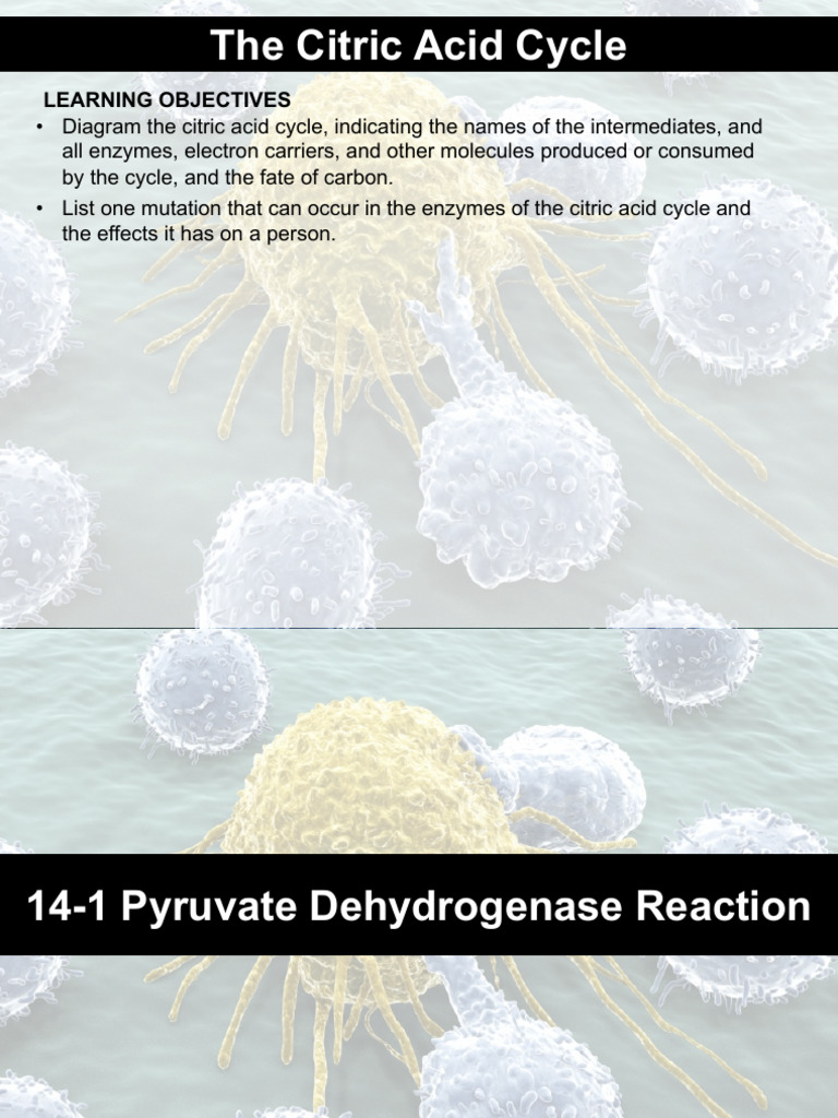 14 - Citric Acid Cycle | PDF