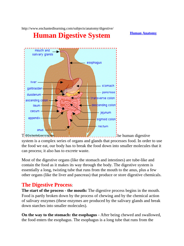 Digestive System | PDF