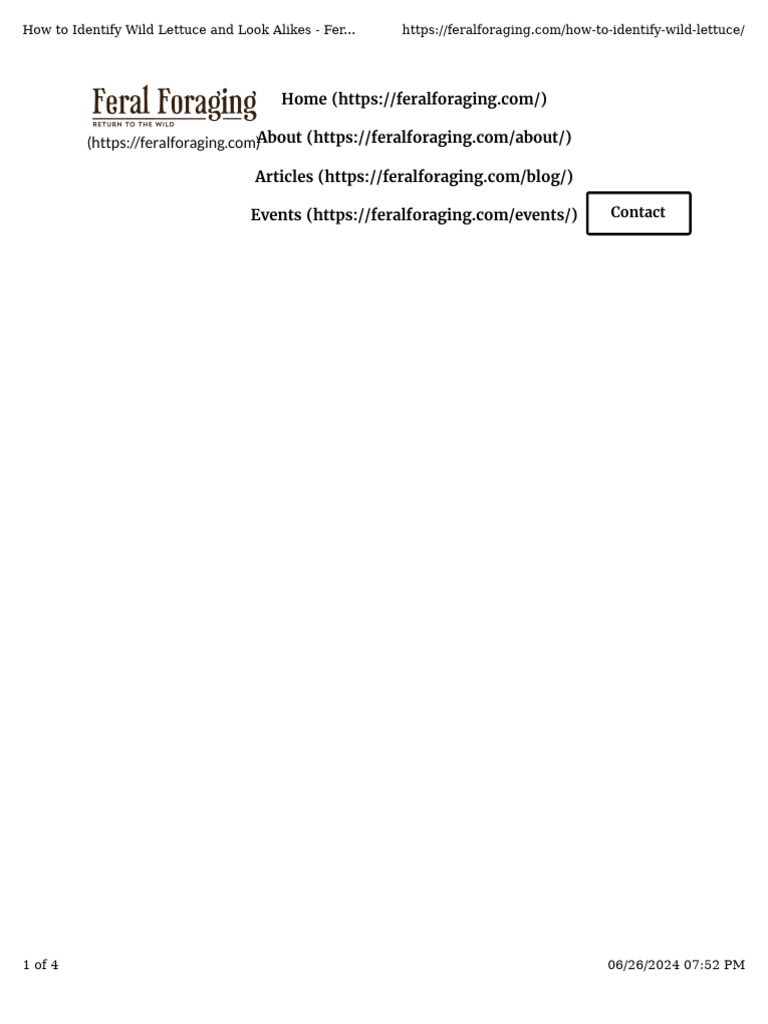 How To Identify Wild Lettuce and Look Alikes | PDF | Lettuce