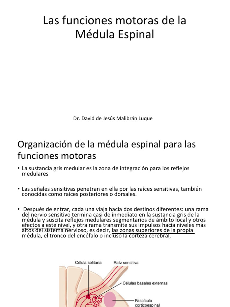 Tema 8 Funciones Motoras de La Médula Espinal | PDF