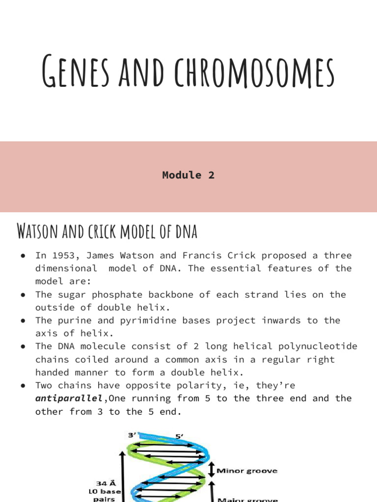 Genes and Chromosomes | PDF