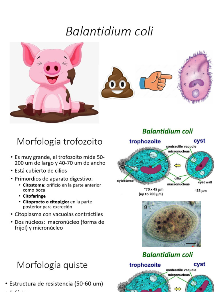 Balantidium Coli - 240611 - 182049 | PDF