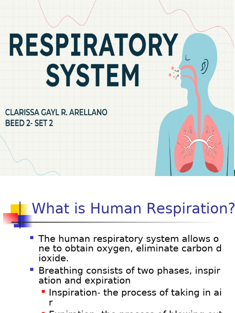 Respiratory System | PDF