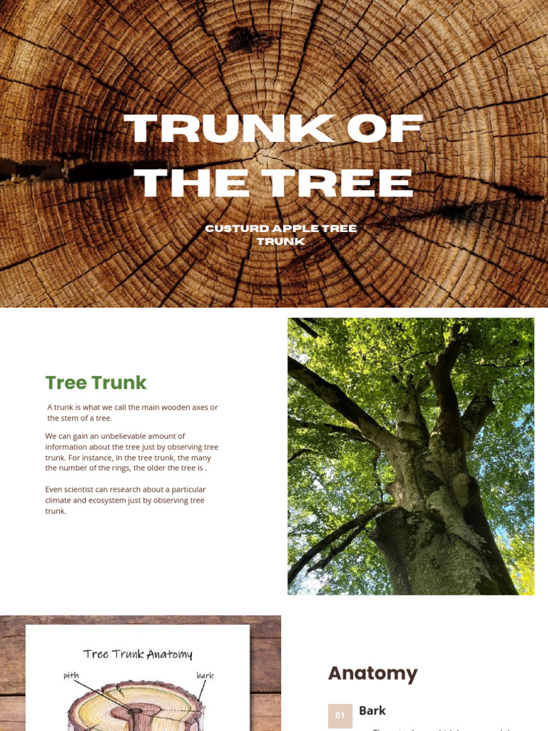 Trunk of The Tree | PDF