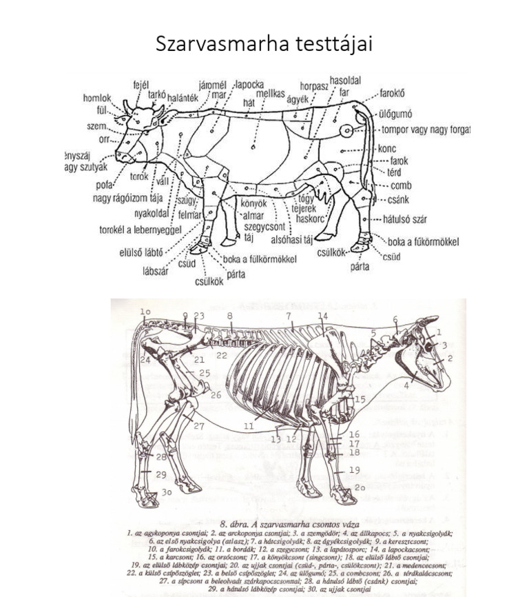 Segedanyag - Szarvasmarha Testtajai | PDF