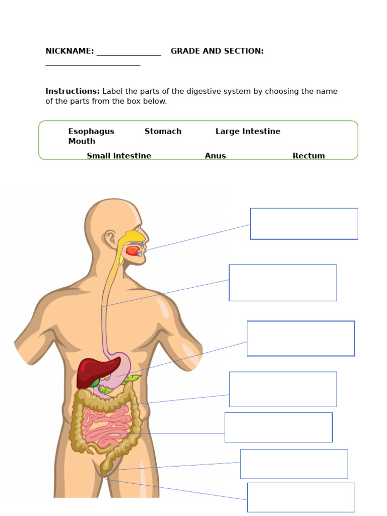 Quiz 2 Digestive System | PDF
