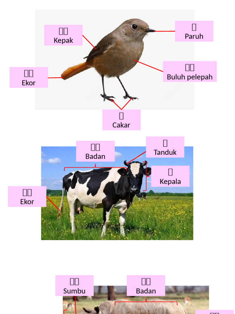 T1 SN 动物的身体部位 中马 | PDF
