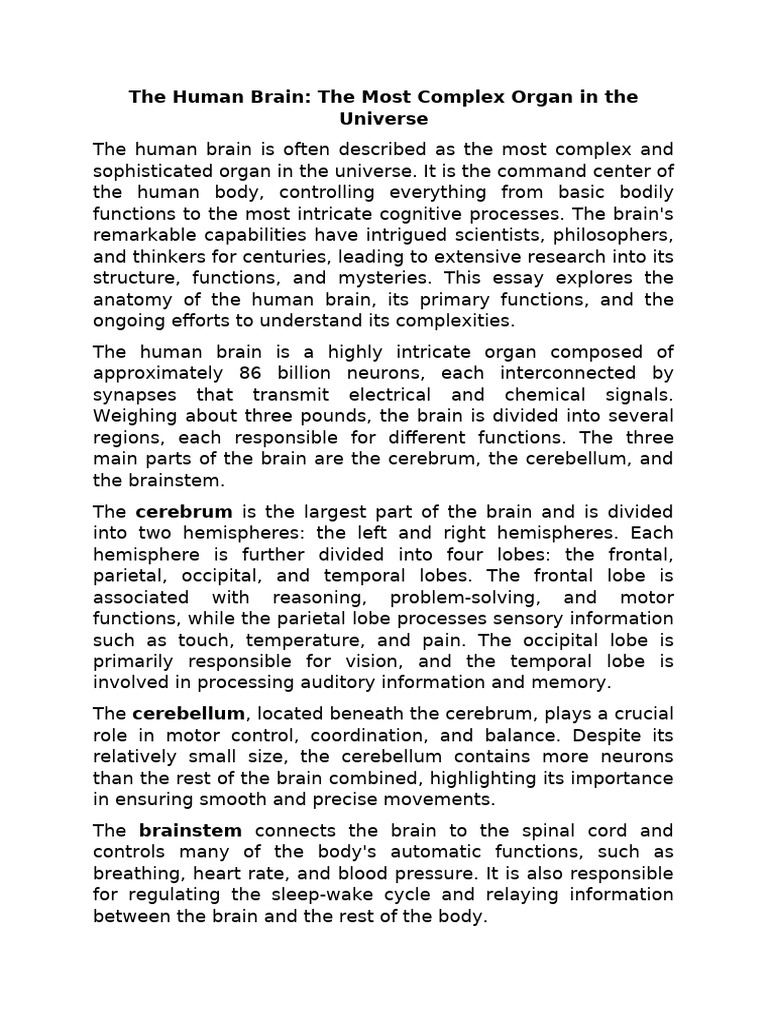 The Human Brain | PDF