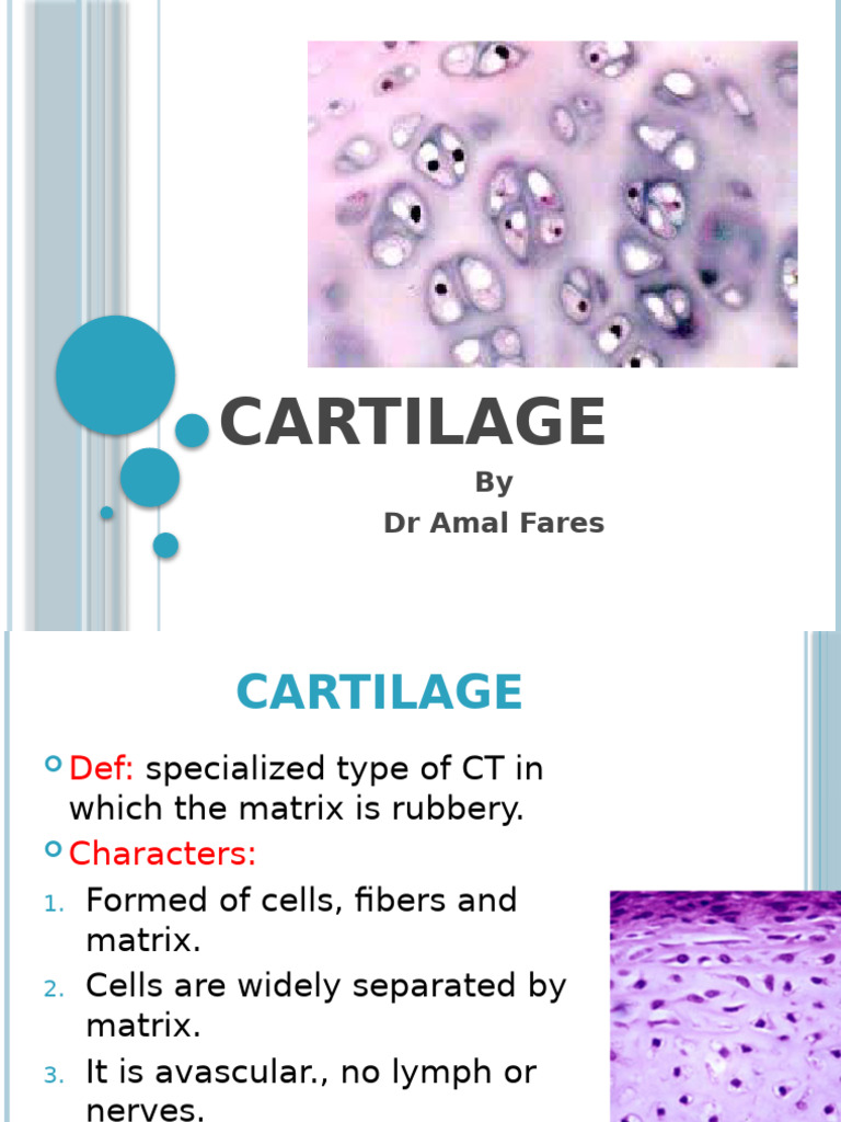 5 Cartilage | PDF