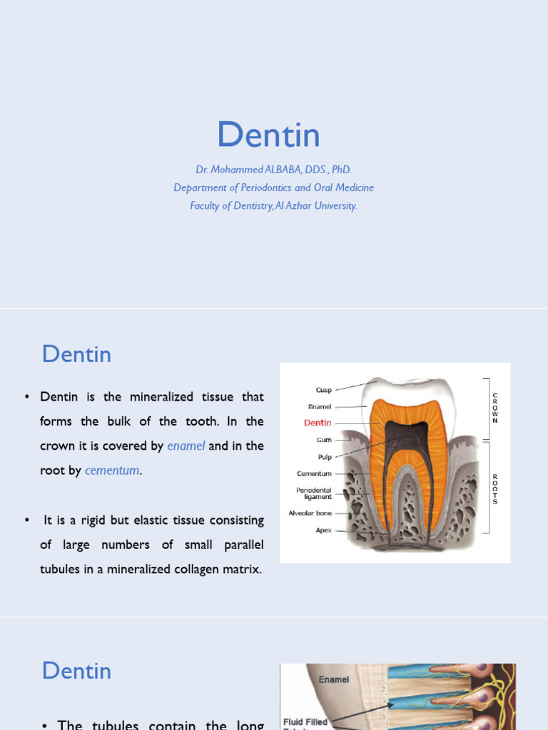 3 Dentin | PDF