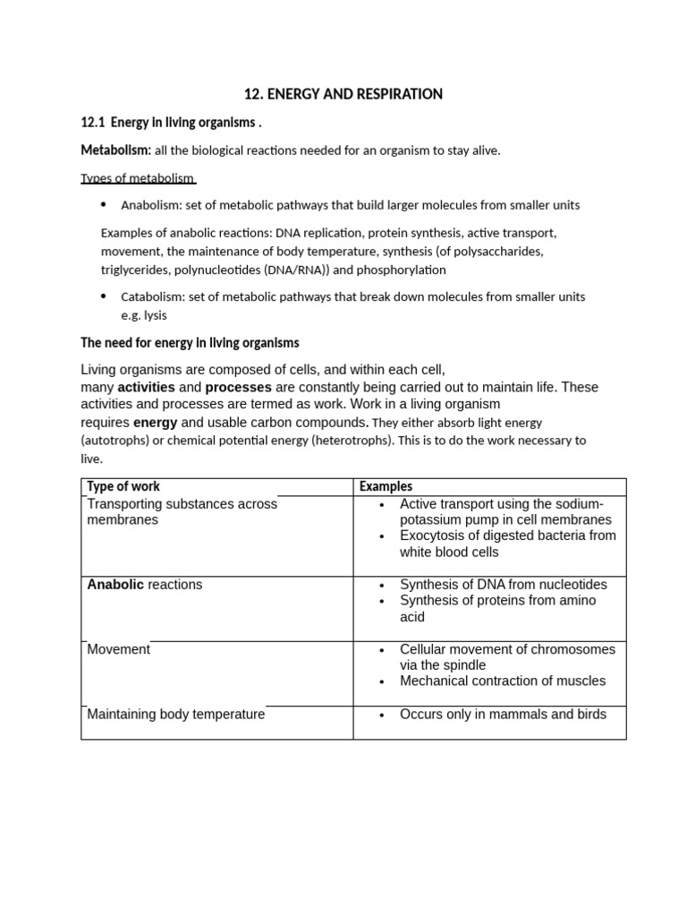 A2 Energy and Respiration | PDF