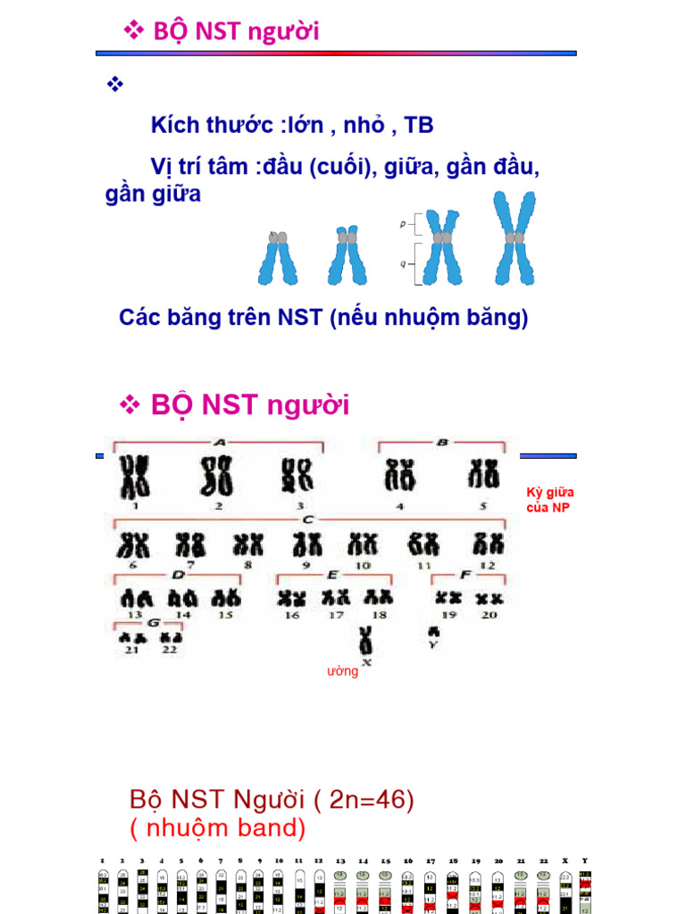 Đặc điểm bộ NST người | PDF