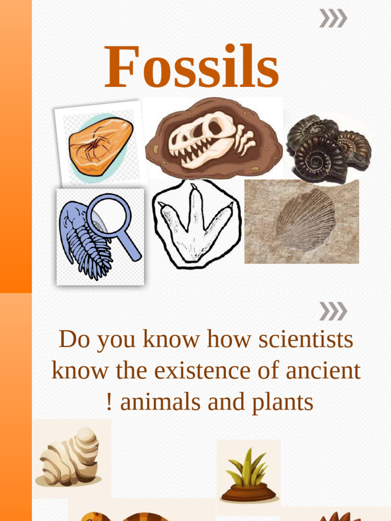 Fossils | PDF