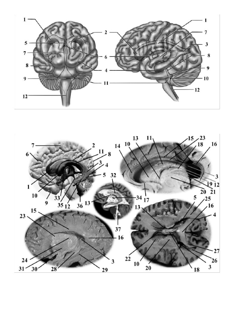 Praktika 28 - Strukturat Anatomike Te Qarkullimit Te LCS | PDF
