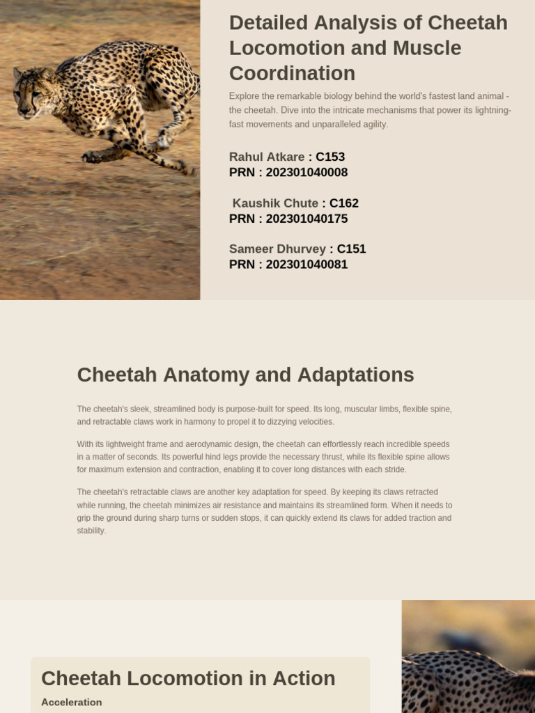Detailed Analysis of Cheetah Locomotion and Muscle Coordination | PDF