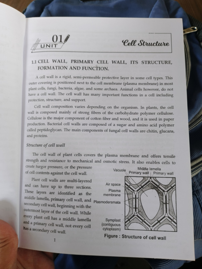 Cell Wall | PDF