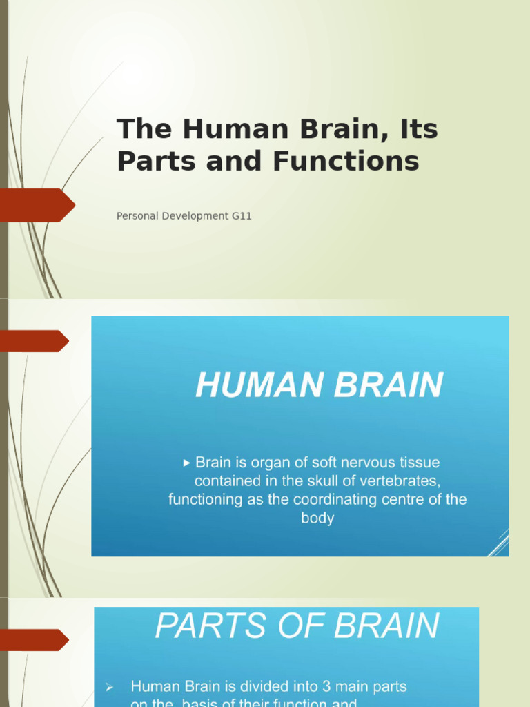PERDEV G11 The Human Brain Its Parts and Functions | PDF