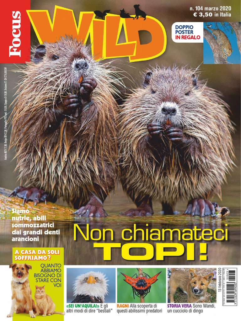 Focus Wild - 104 | PDF